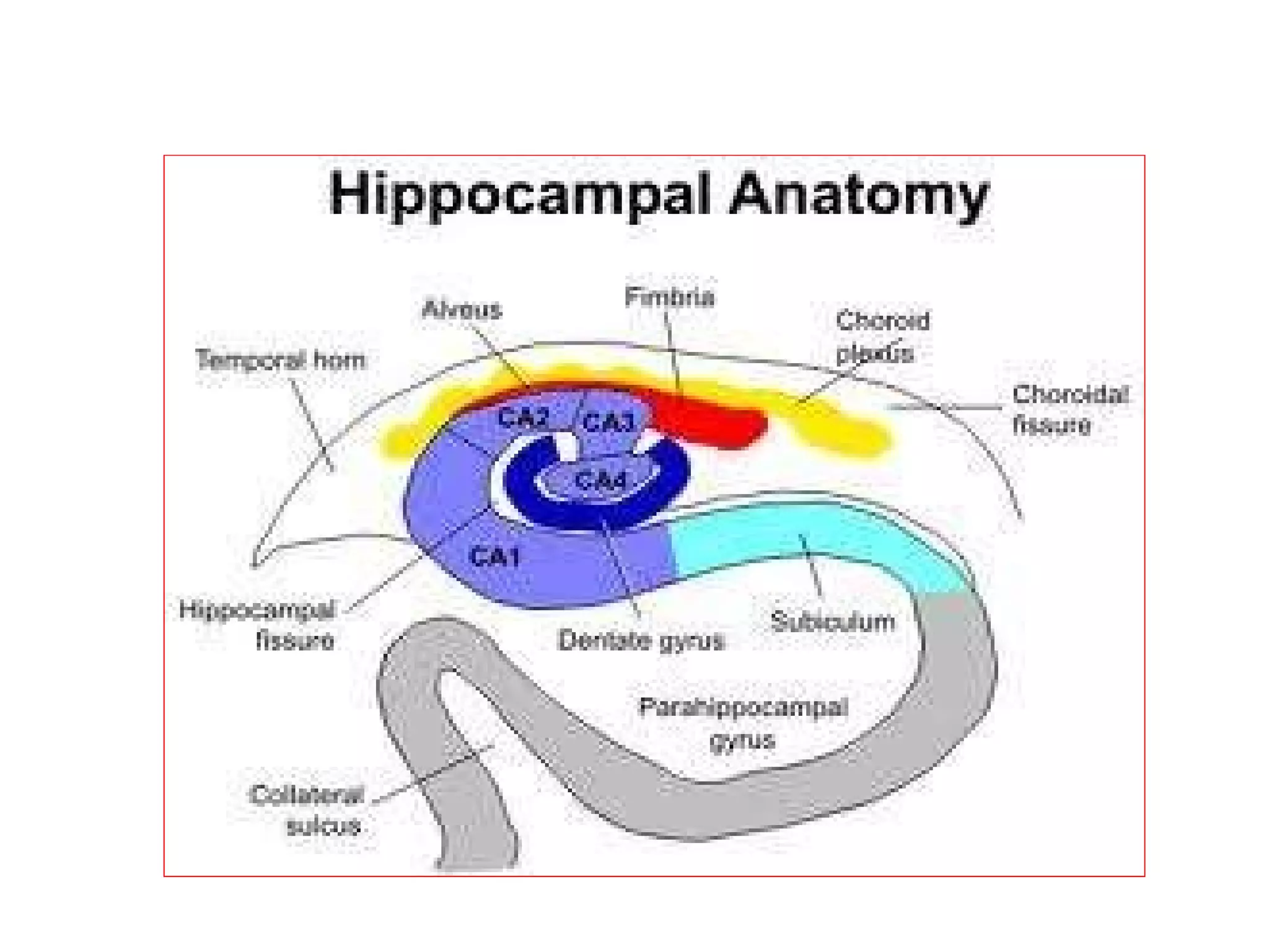 Anatomy of hypothalamus n limbic system | PPT