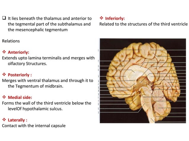 Anatomy of hypothalamus n limbic system | PPT