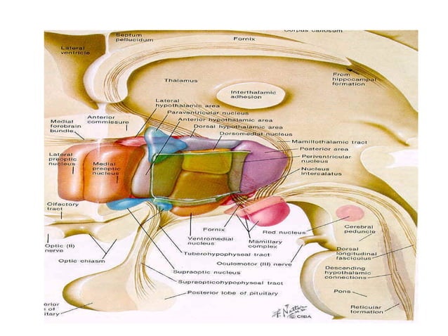 Anatomy of hypothalamus n limbic system | PPT