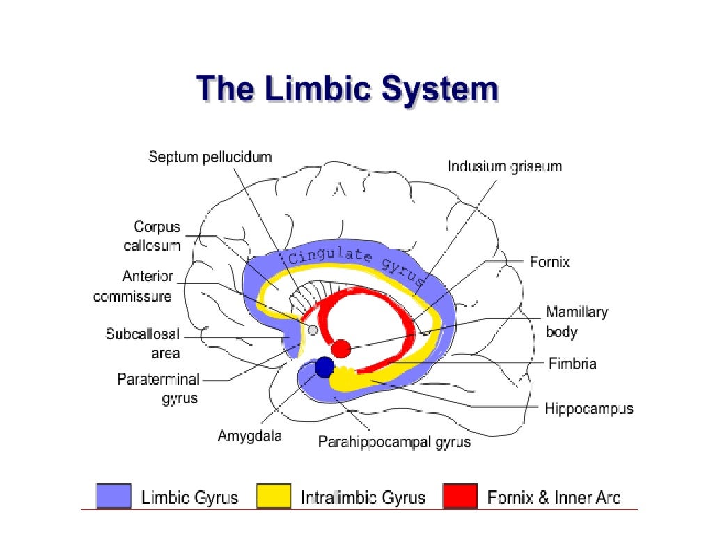 Anatomy of hypothalamus n limbic system