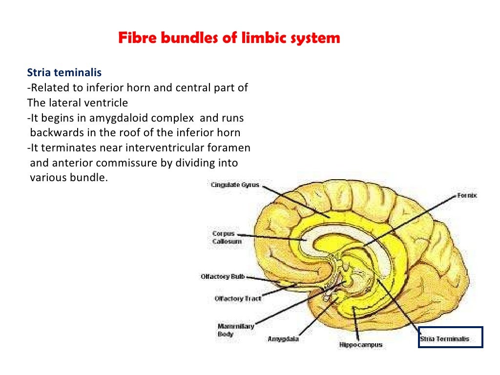 Diagram Of The Limbic And Hypothalimic System Cingulate Gyru
