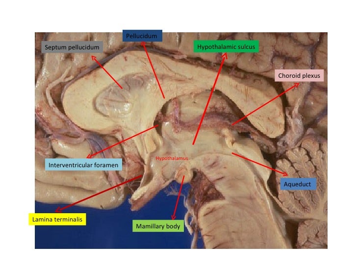 Lamina Terminalis Horizontal | Distribution Of Na X Immunostaining In