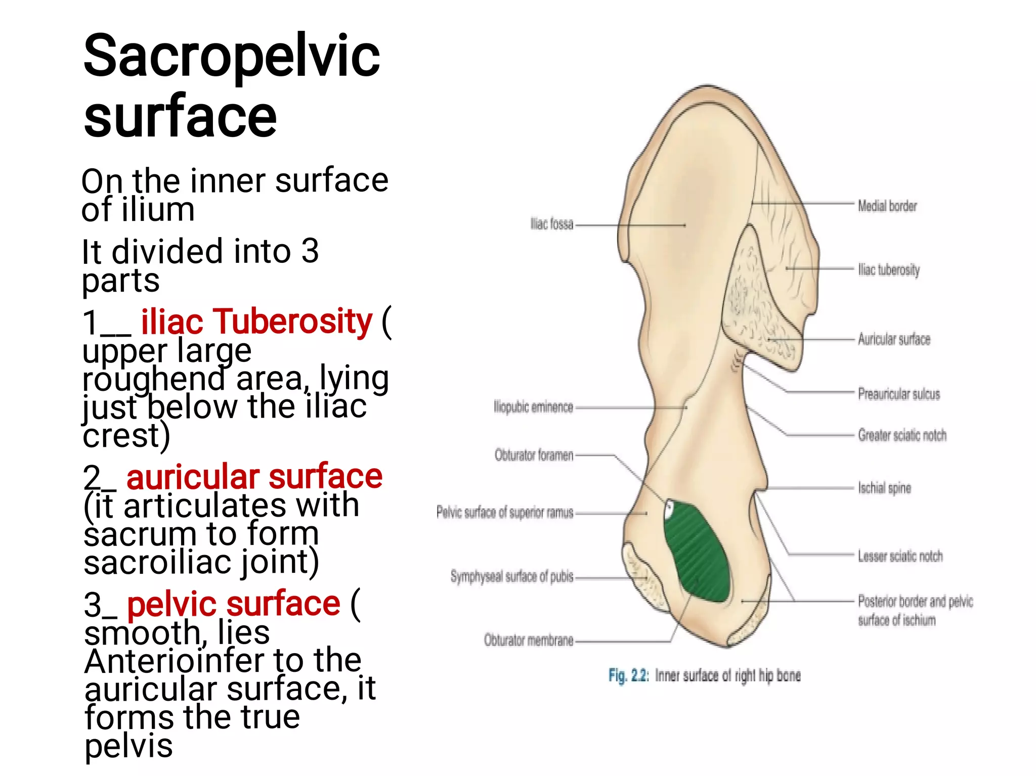 Anatomy of ilium bone-WPS Office.pdf