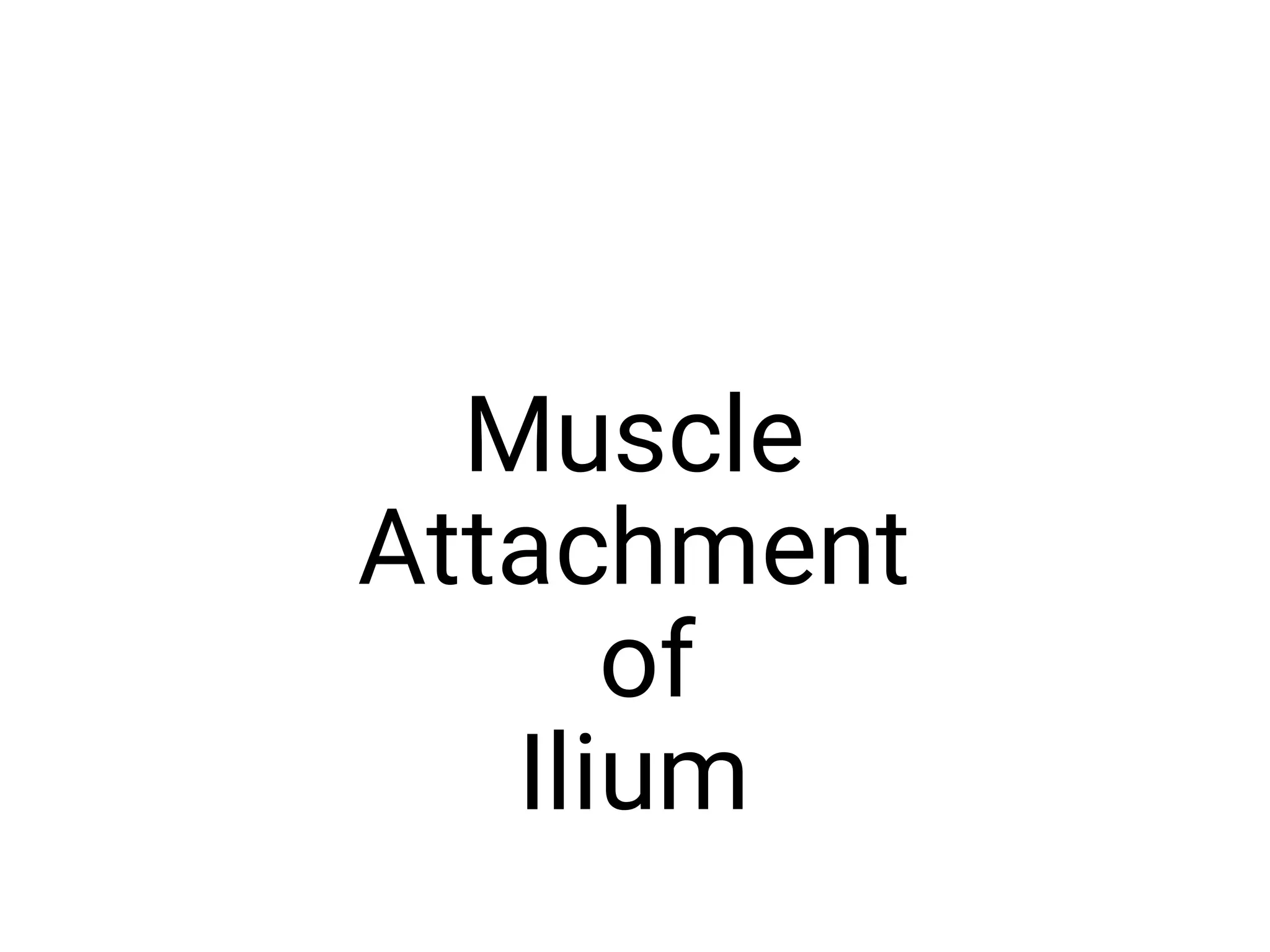 Anatomy Of Ilium Bone Wps Office Pdf