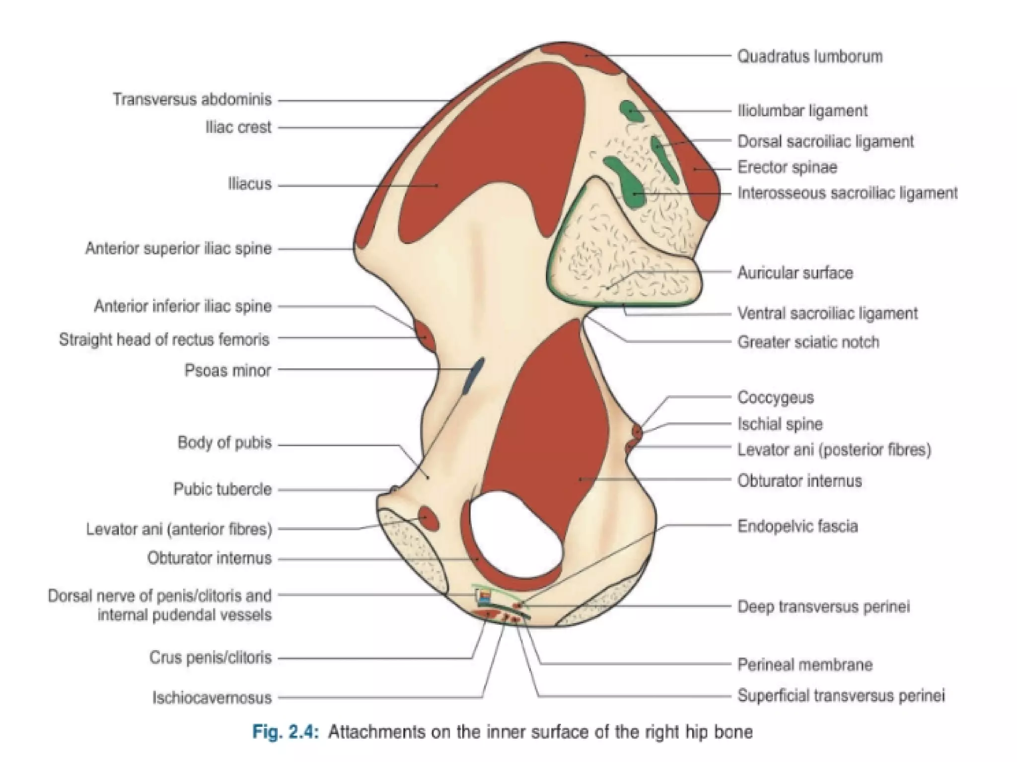 Anatomy Of Ilium Bone Wps Office Pdf