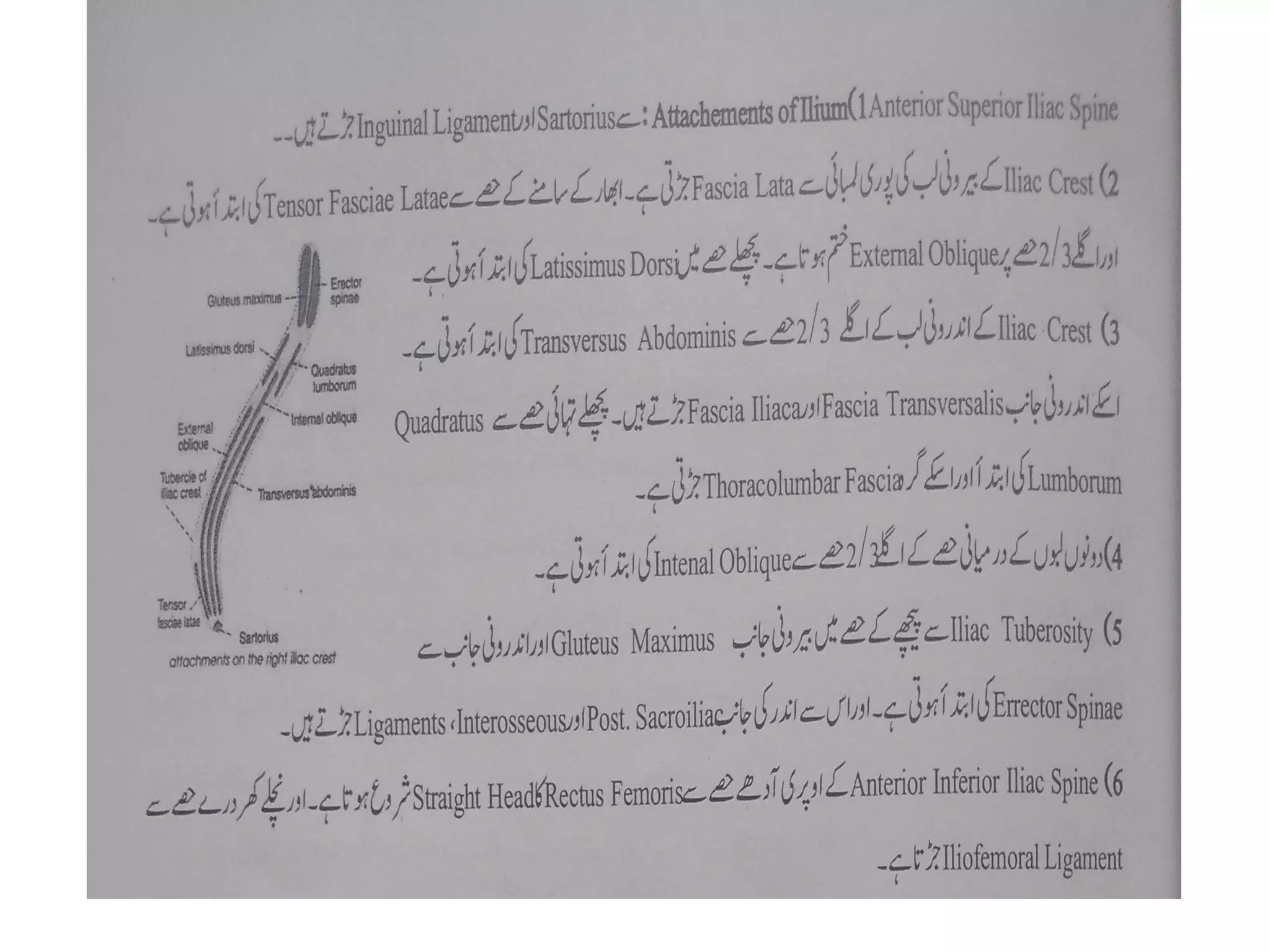 Anatomy Of Ilium Bone Wps Office Pdf