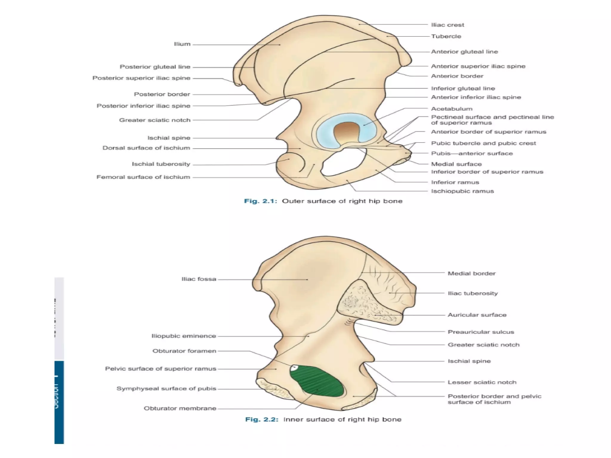 Anatomy of ilium bone-WPS Office.pdf