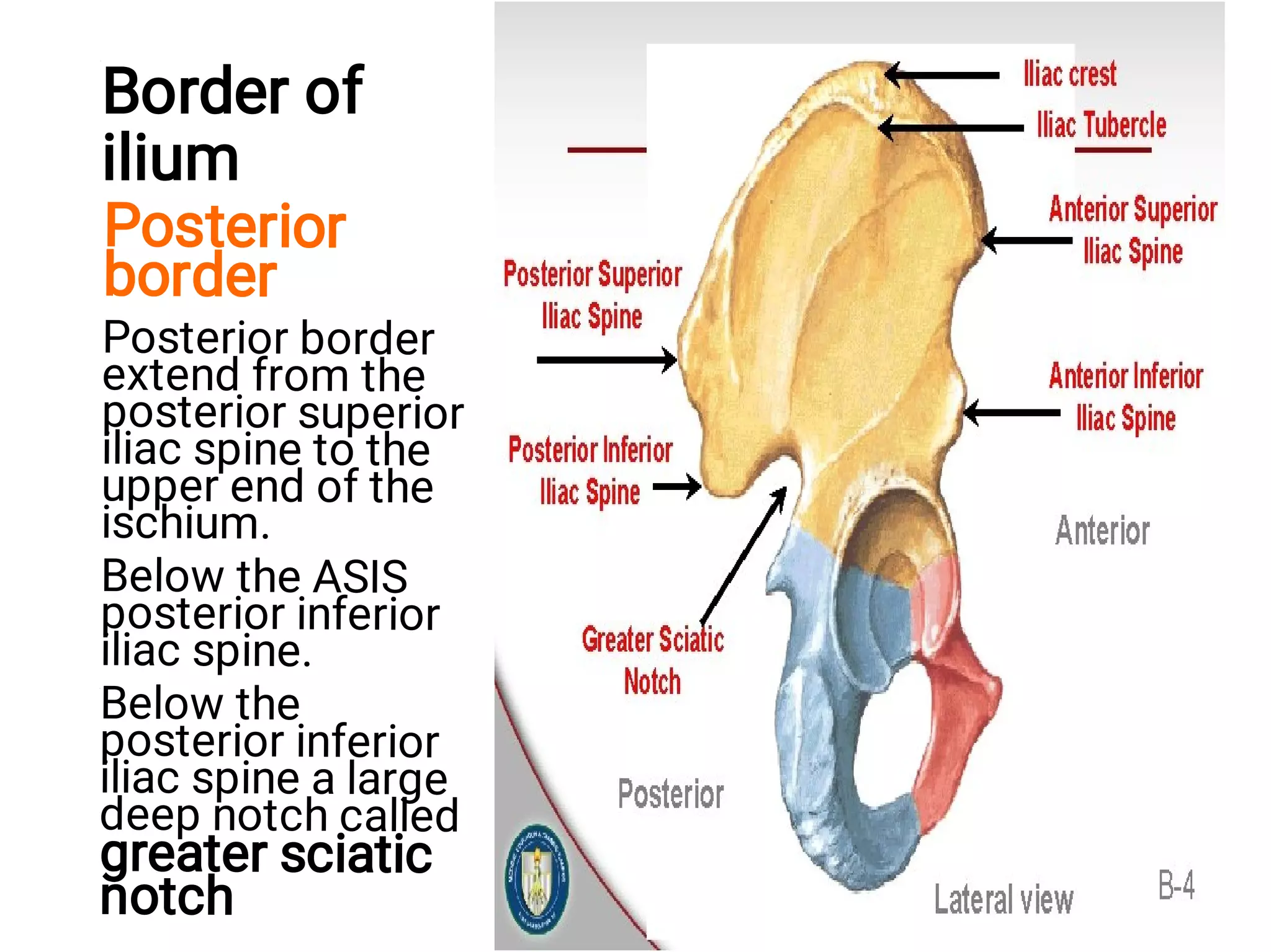 Anatomy of ilium bone-WPS Office.pdf