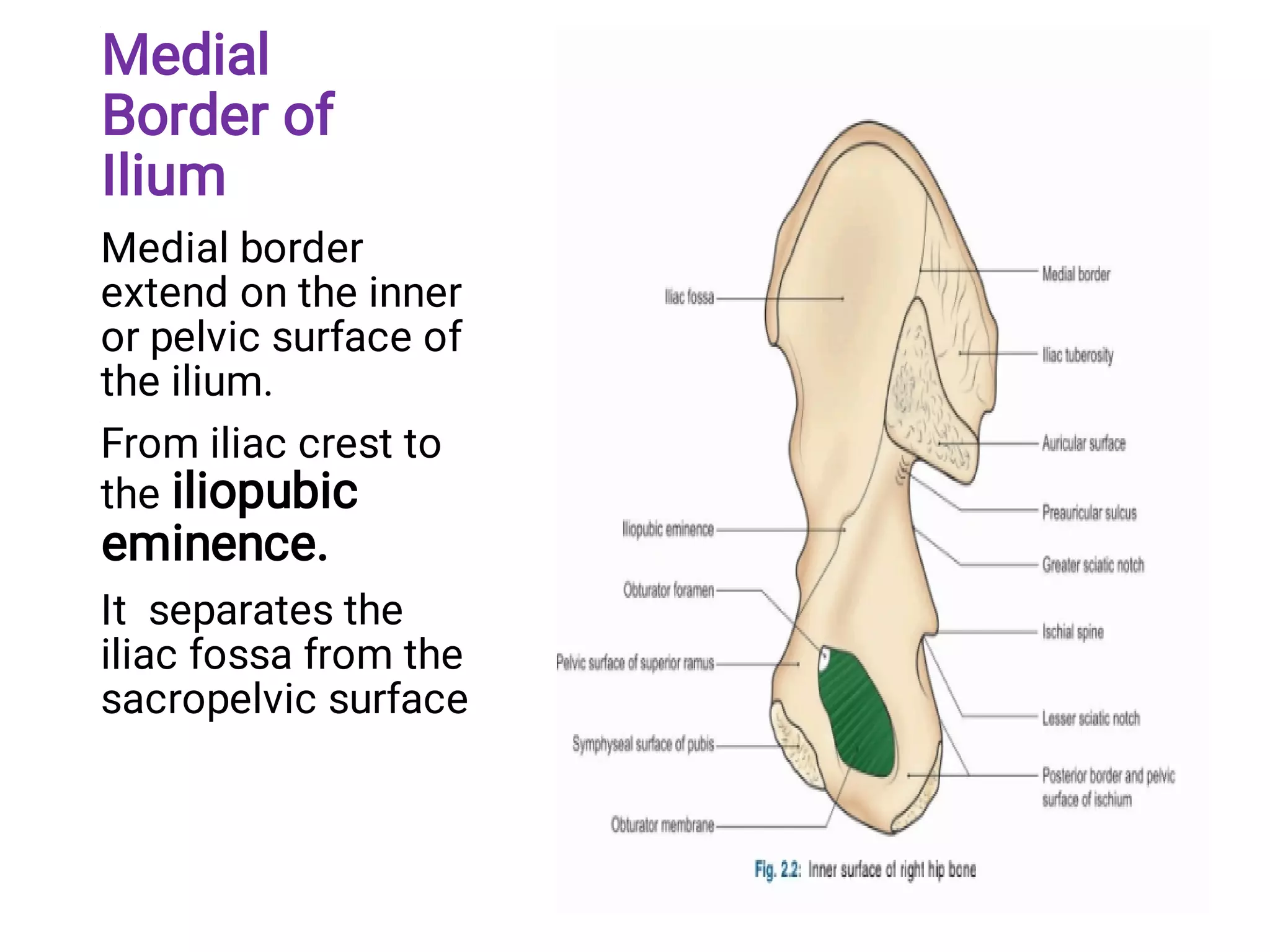 Anatomy Of Ilium Bone Wps Office Pdf