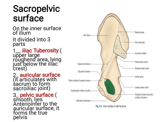 Anatomy of ilium bone-WPS Office.pdf