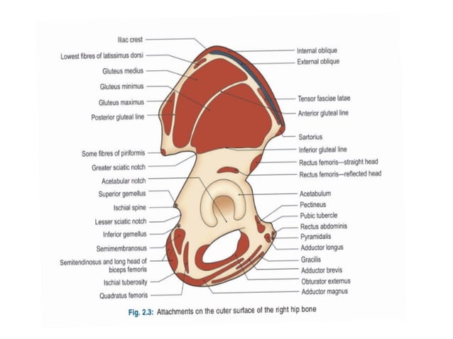 Anatomy of ilium bone-WPS Office.pdf