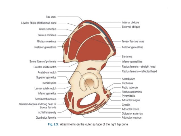 Anatomy Of Ilium Bone Wps Office Pdf