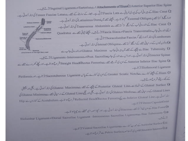Anatomy Of Ilium Bone Wps Office Pdf