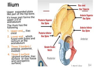 Ilium Anatomi
