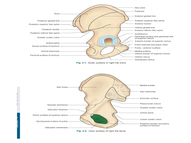 Anatomy of ilium bone-WPS Office.pdf