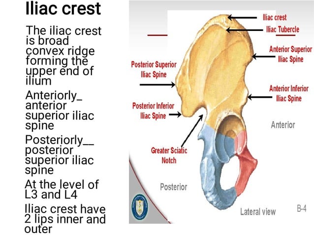 Anatomy of ilium bone-WPS Office.pdf