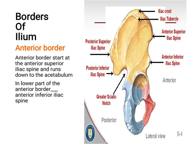 Anatomy of ilium bone-WPS Office.pdf