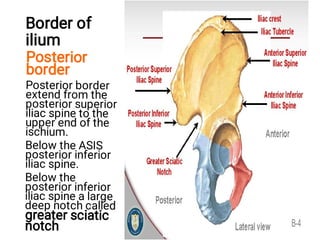 Anatomy of ilium bone-WPS Office.pdf