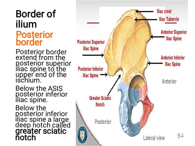Anatomy of ilium bone-WPS Office.pdf