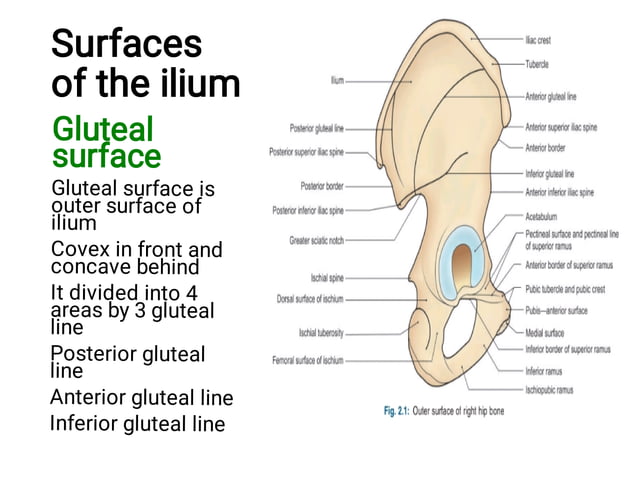 Anatomy of ilium bone-WPS Office.pdf