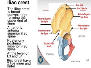 Anatomy of ilium bone-WPS Office.pdf