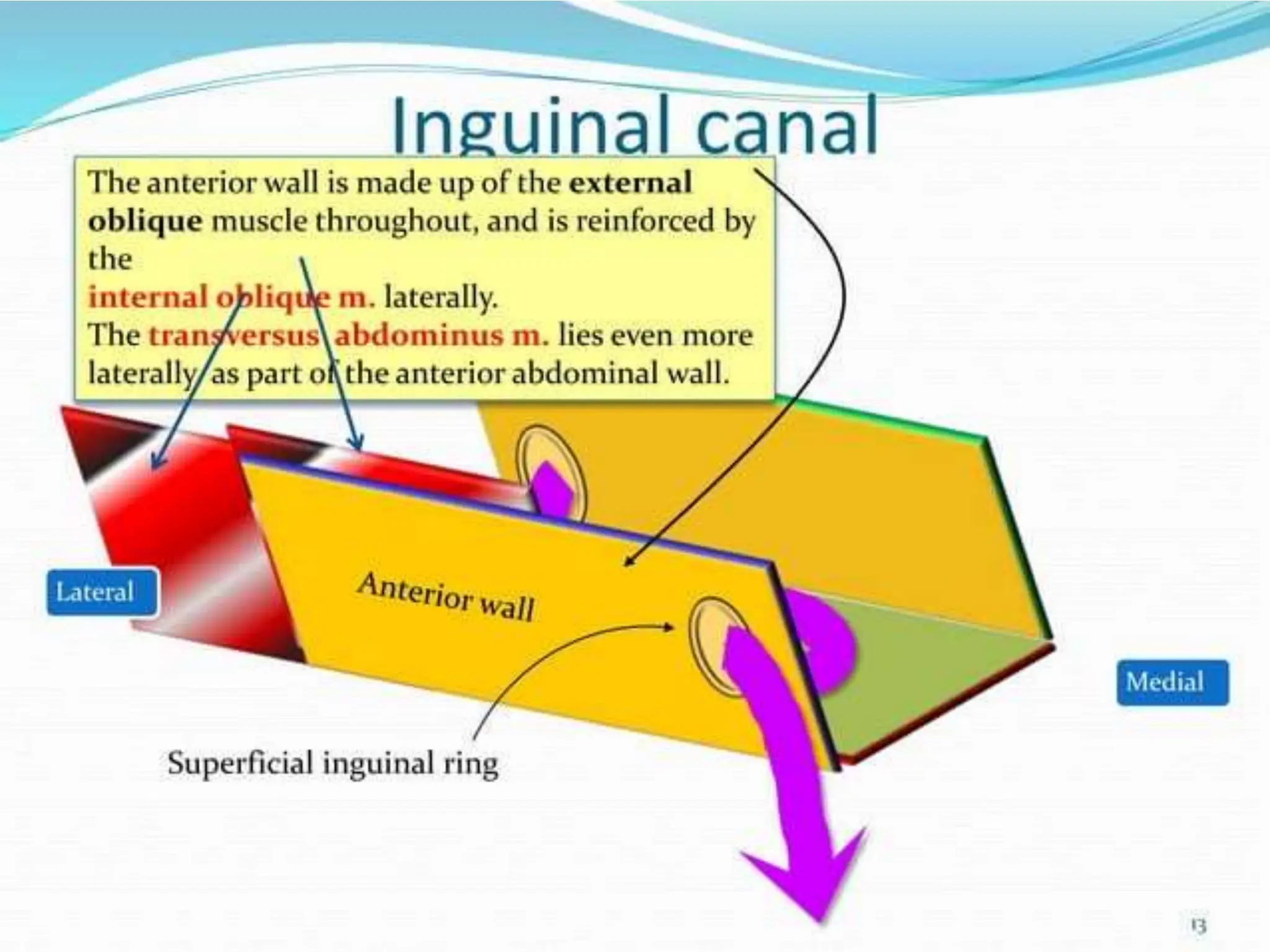 anatomy of inguinal canal and abdominal incisions | PPTX