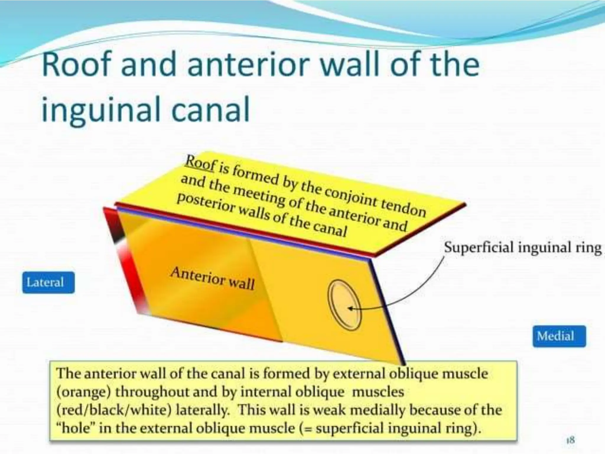 anatomy of inguinal canal and abdominal incisions | PPTX