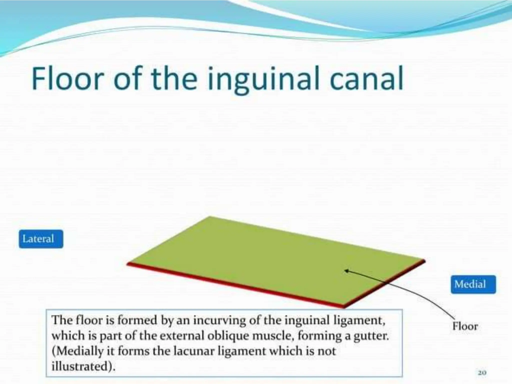 anatomy of inguinal canal and abdominal incisions | PPT