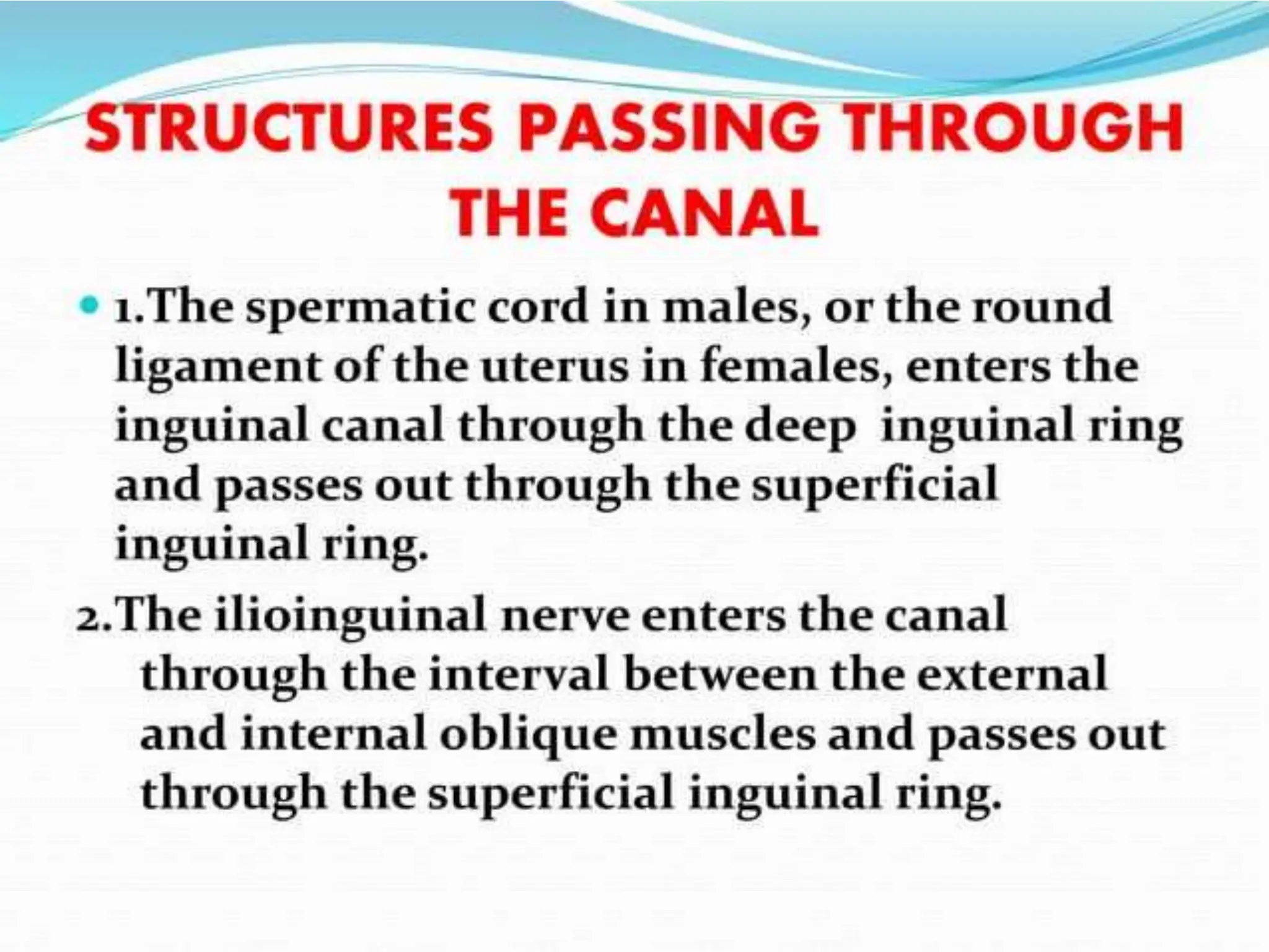 anatomy of inguinal canal and abdominal incisions | PPT