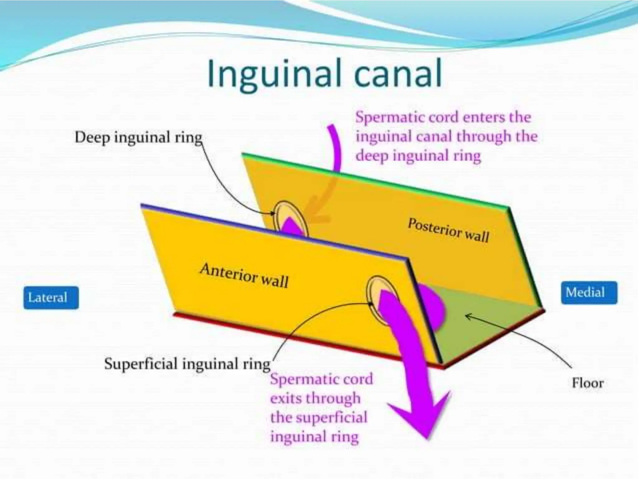 anatomy of inguinal canal and abdominal incisions | PPTX