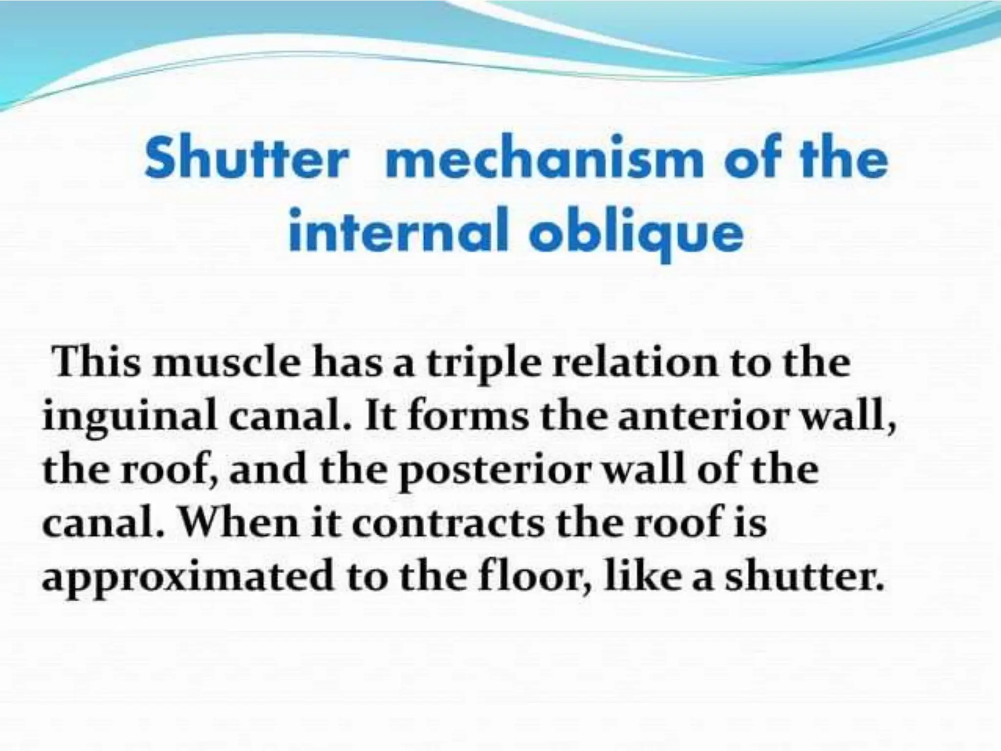 anatomy of inguinal canal and abdominal incisions | PPT