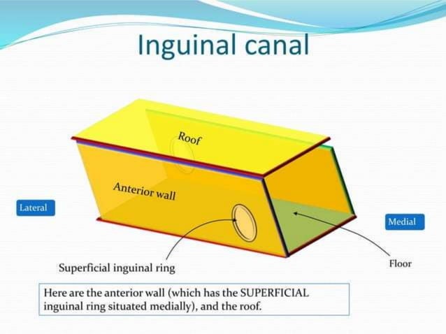 anatomy of inguinal canal and abdominal incisions | PPTX
