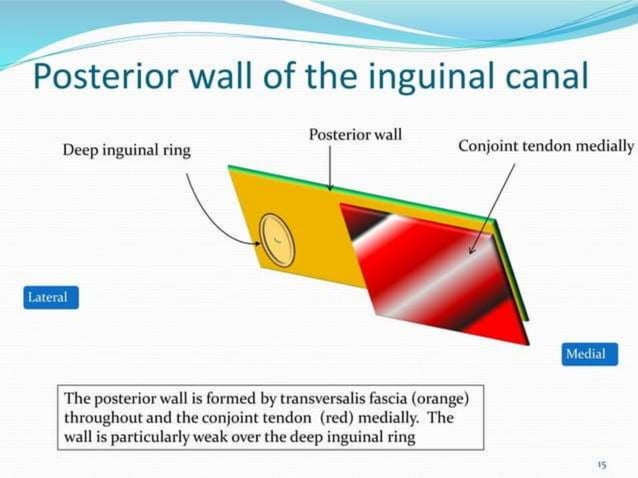anatomy of inguinal canal and abdominal incisions | PPT