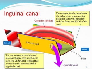 anatomy of inguinal canal and abdominal incisions | PPTX