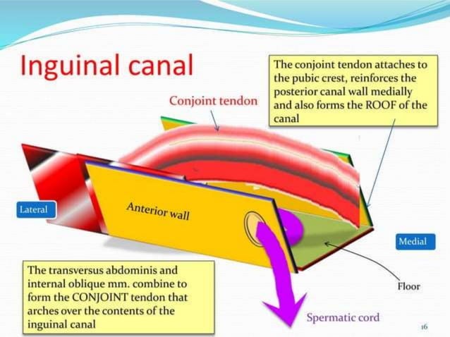 anatomy of inguinal canal and abdominal incisions | PPTX