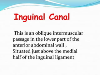 anatomy of inguinal canal and abdominal incisions | PPT