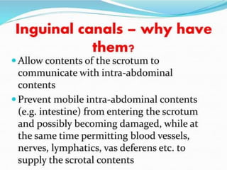 anatomy of inguinal canal and abdominal incisions | PPTX