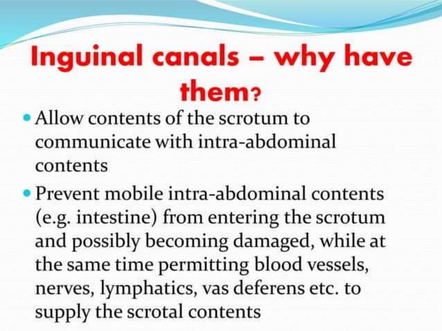 anatomy of inguinal canal and abdominal incisions | PPTX