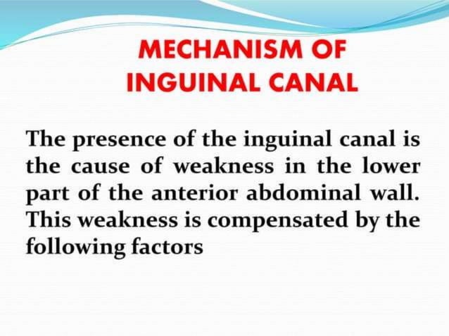 anatomy of inguinal canal and abdominal incisions | PPT