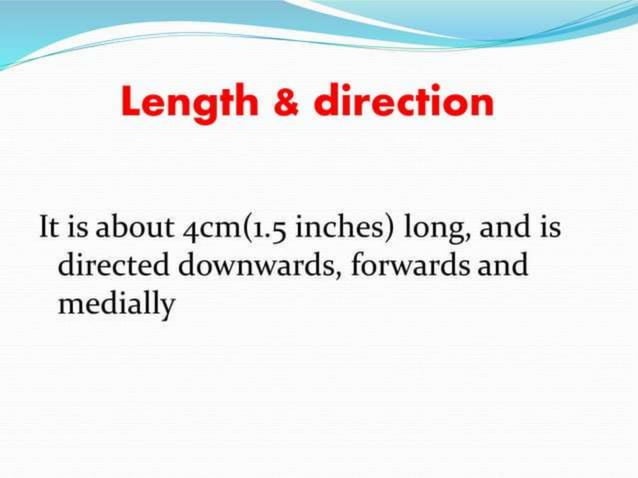 anatomy of inguinal canal and abdominal incisions | PPTX