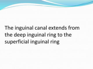 anatomy of inguinal canal and abdominal incisions | PPT