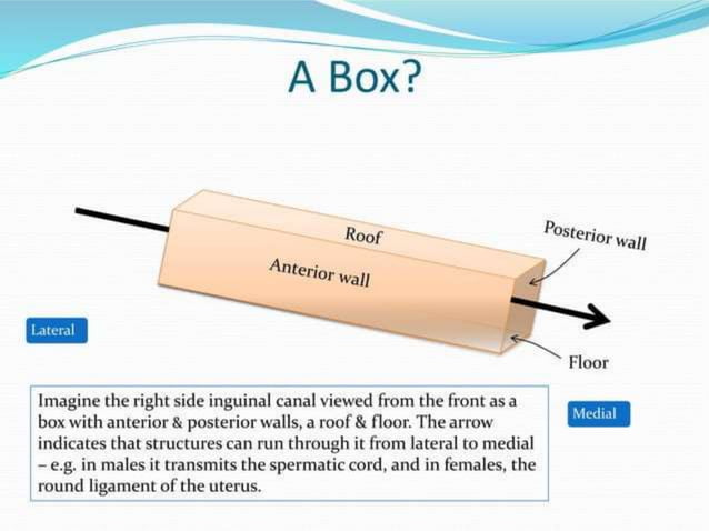 anatomy of inguinal canal and abdominal incisions | PPT