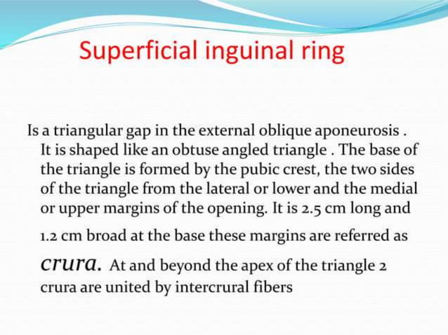 anatomy of inguinal canal and abdominal incisions | PPT