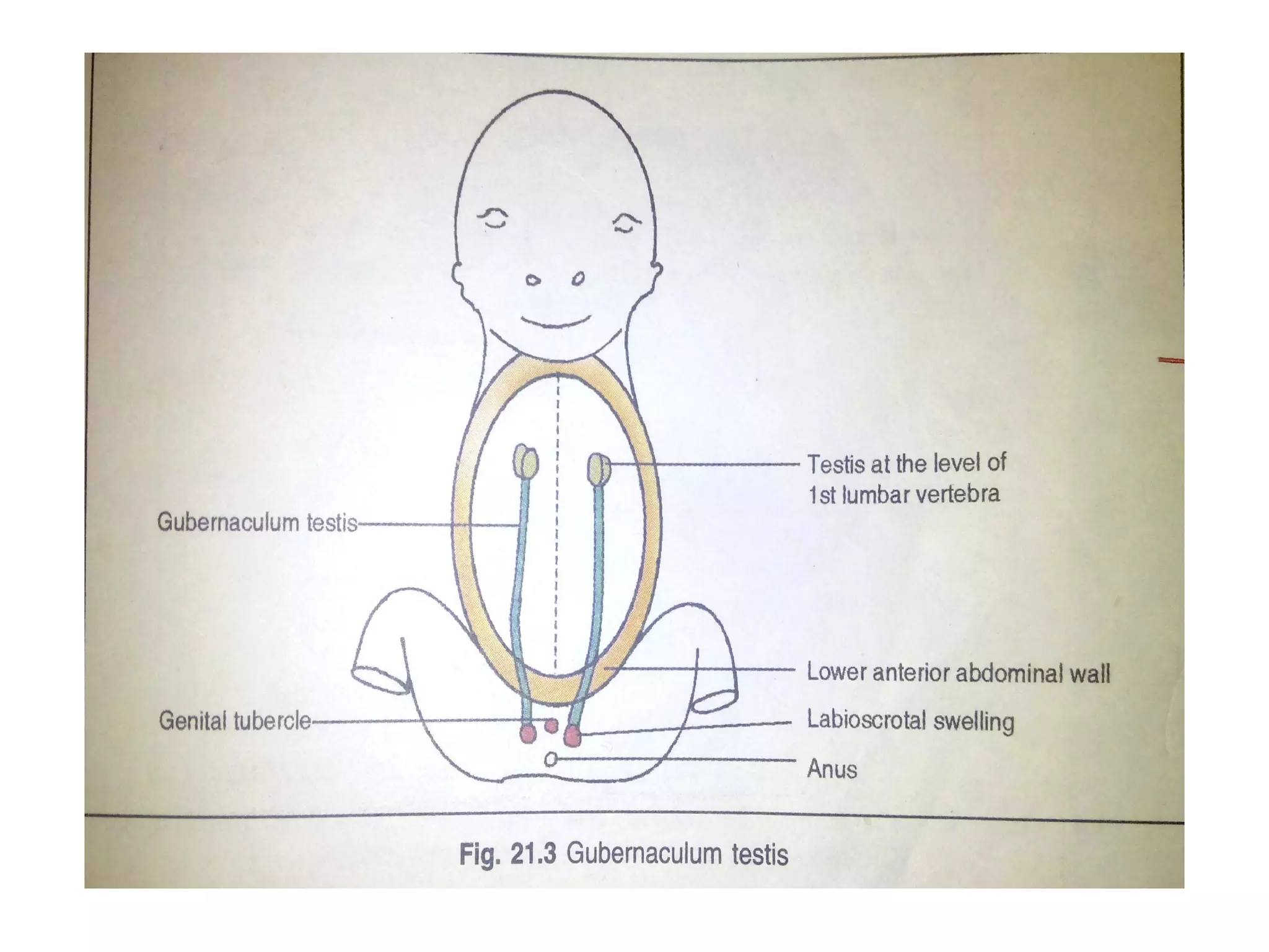 Anatomy Of Inguinal Canal Dr Nesar Ahmad Ppt