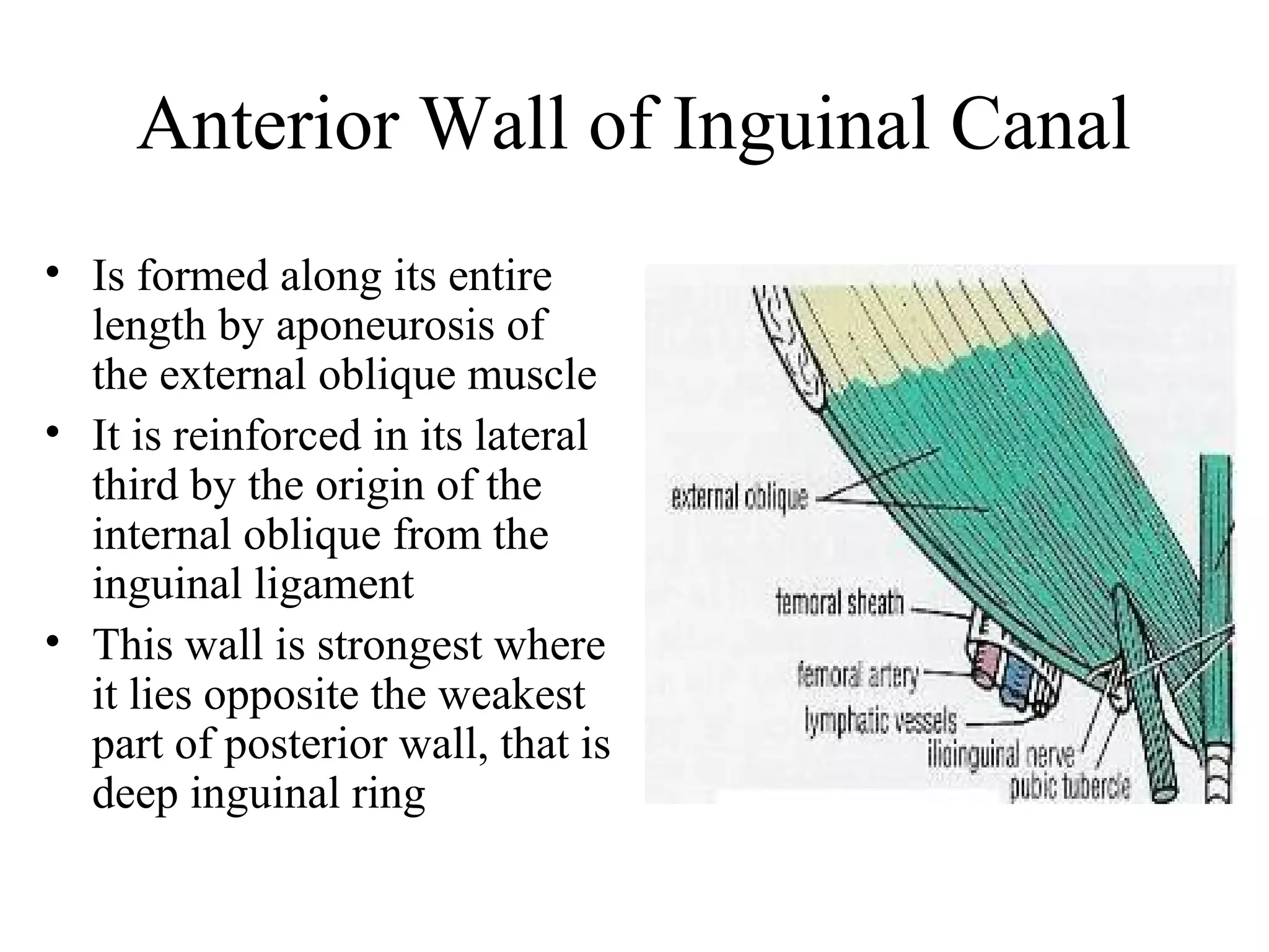Anatomy of inguinal canal - Dr nesar Ahmad | PPT