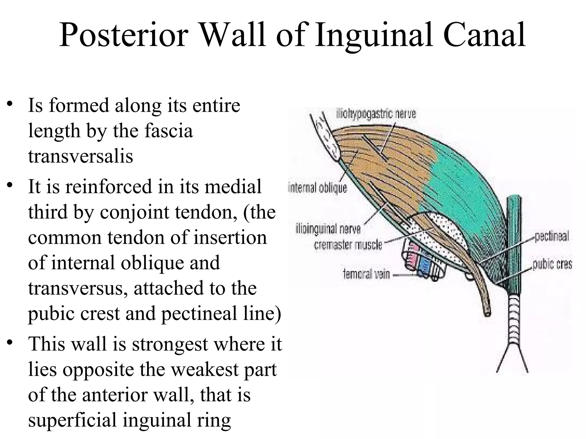 Anatomy of inguinal canal - Dr nesar Ahmad | PPT