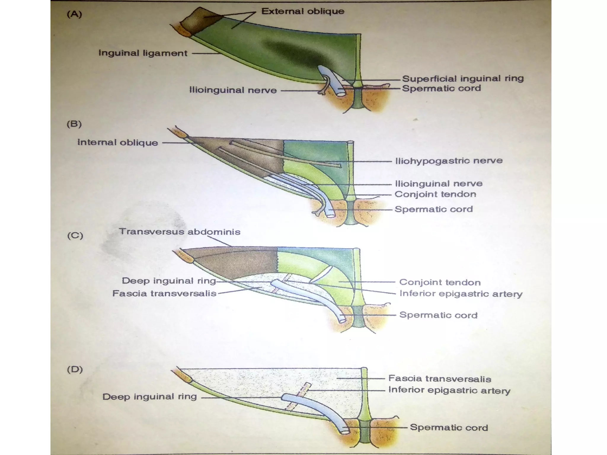 Anatomy of inguinal canal - Dr nesar Ahmad | PPT