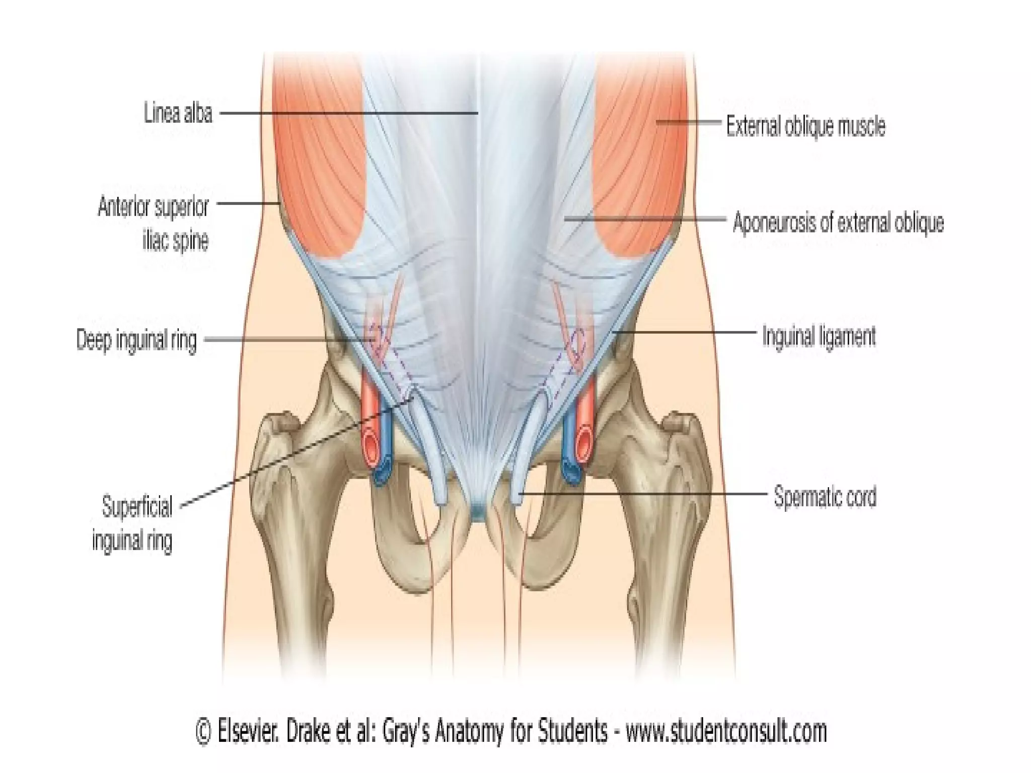 Anatomy of inguinal canal - Dr nesar Ahmad | PPT