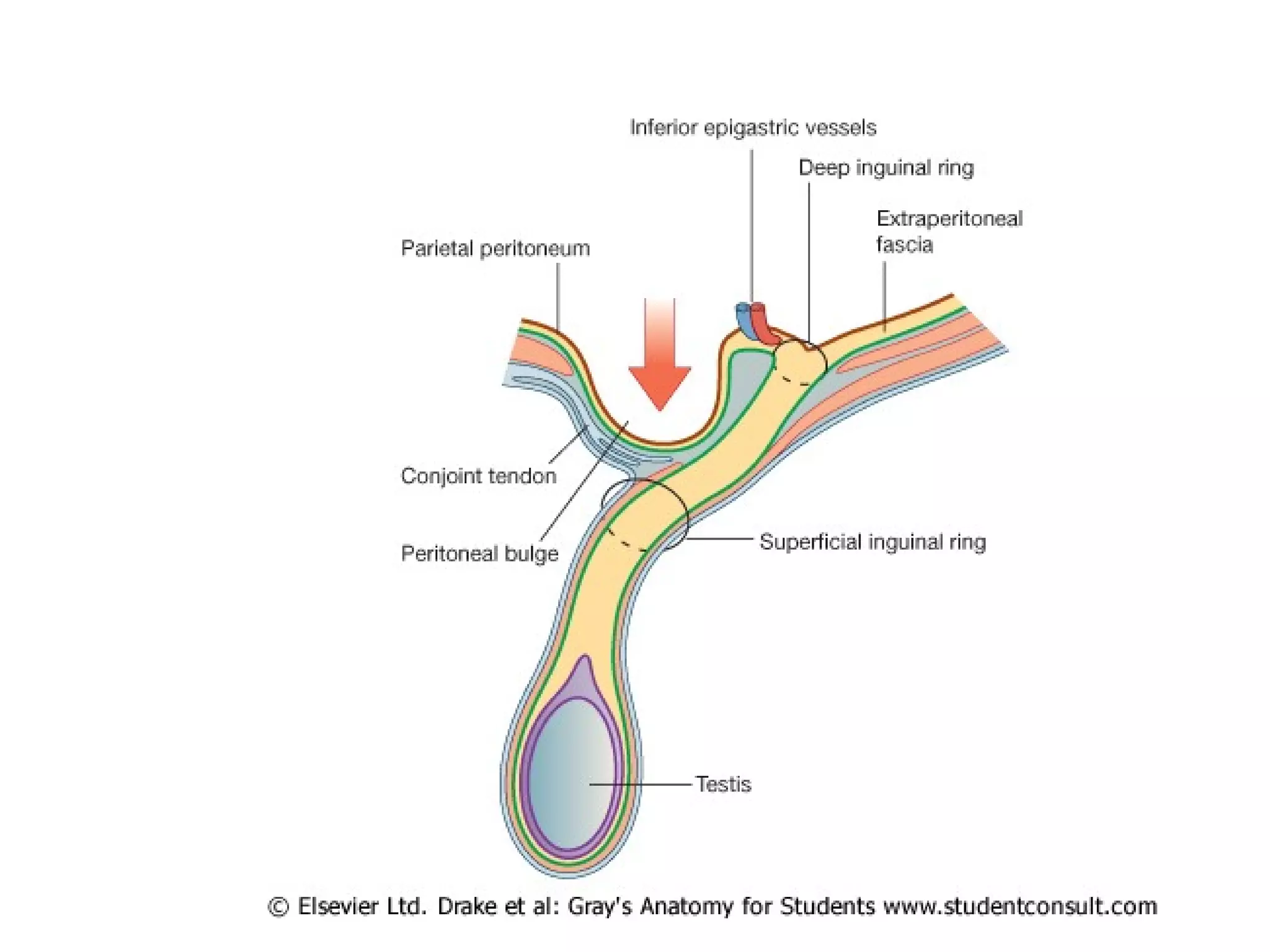 Anatomy Of Inguinal Canal Dr Nesar Ahmad Ppt