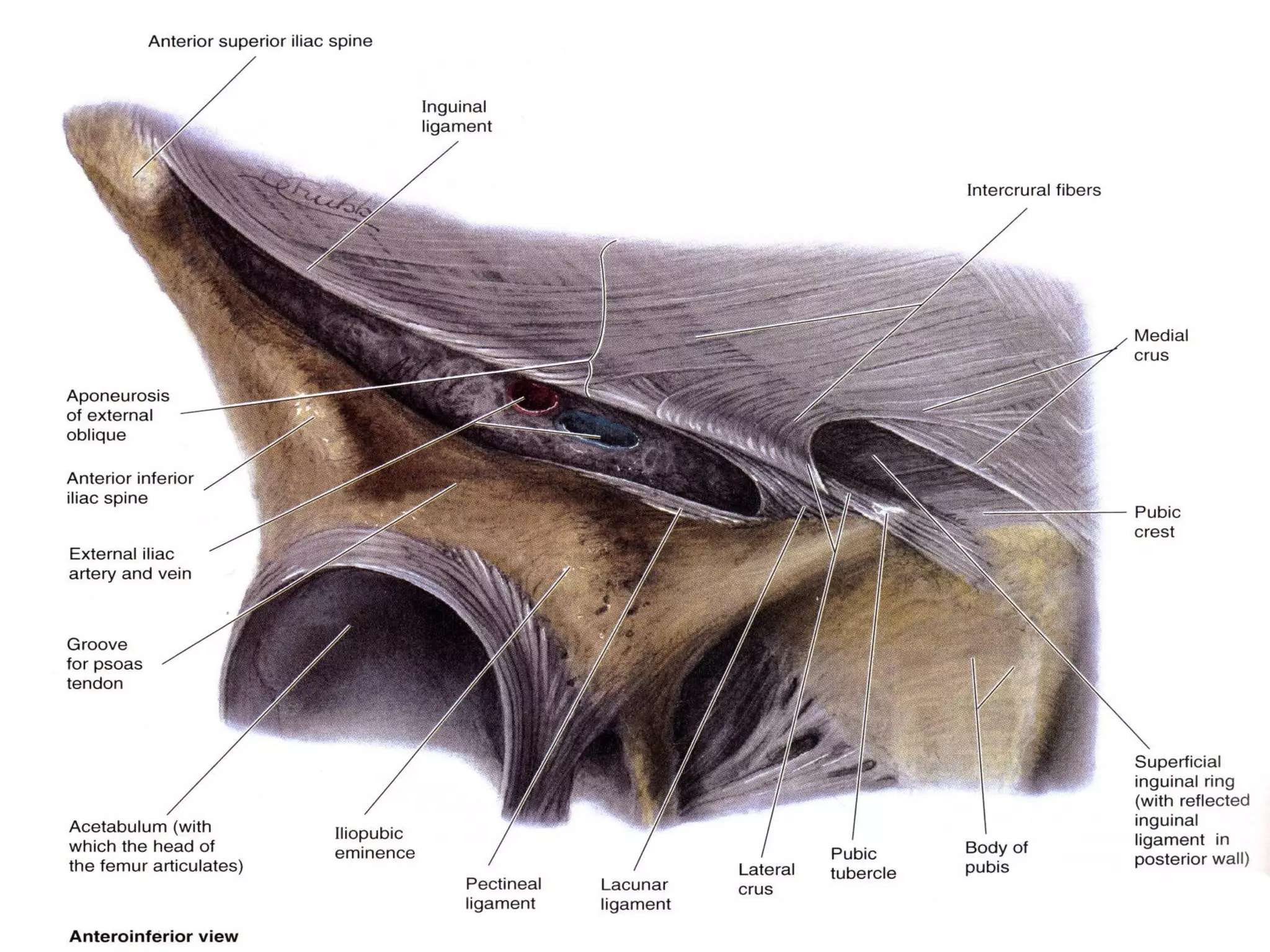Anatomy of inguinal canal - Dr nesar Ahmad | PPT